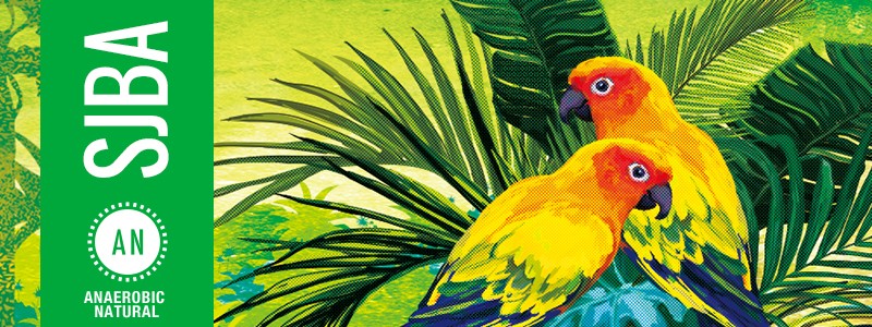 [ CROWD ROASTER Coffee Ranking] August's Top 3 Most Popular Brands ...