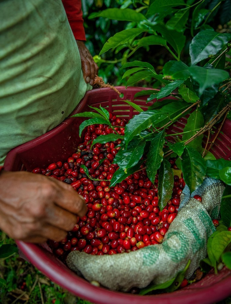 The Basics of Washable Coffee [Coffee Fanatic Hitomi 's Deep Coffee ...